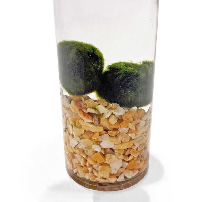 Marimo - Kokedamus
